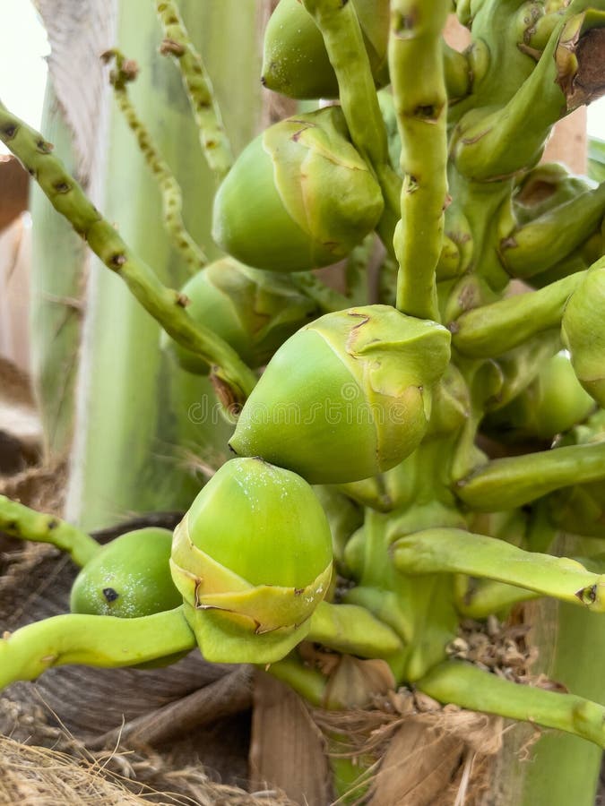 Young Coconuts on the Tree. Stock Image - Image of plant, green: 273776301