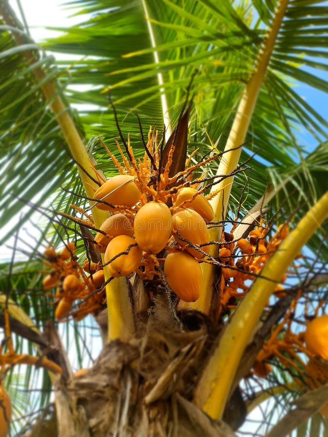 Young Coconuts. Young Coconut. Tree. Fruits Stock Photo - Image of tree ...