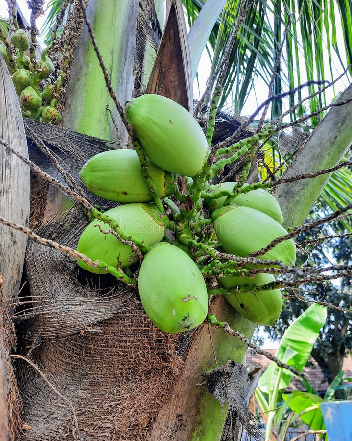 Young Coconuts are Green with Refreshing Fruit Juice. Fresh Young ...