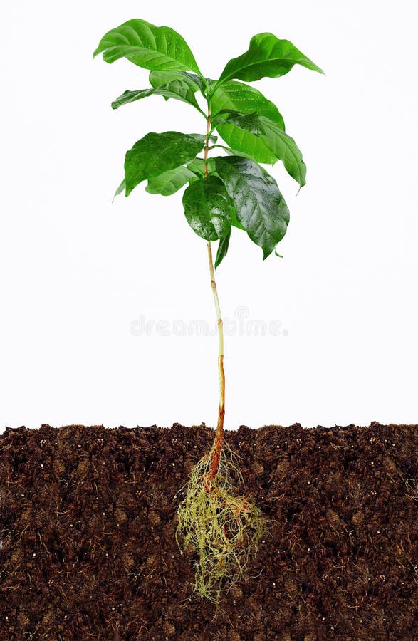 Young Coffee Plant with Exposed Roots in Soil Stock Photo - Image of ...