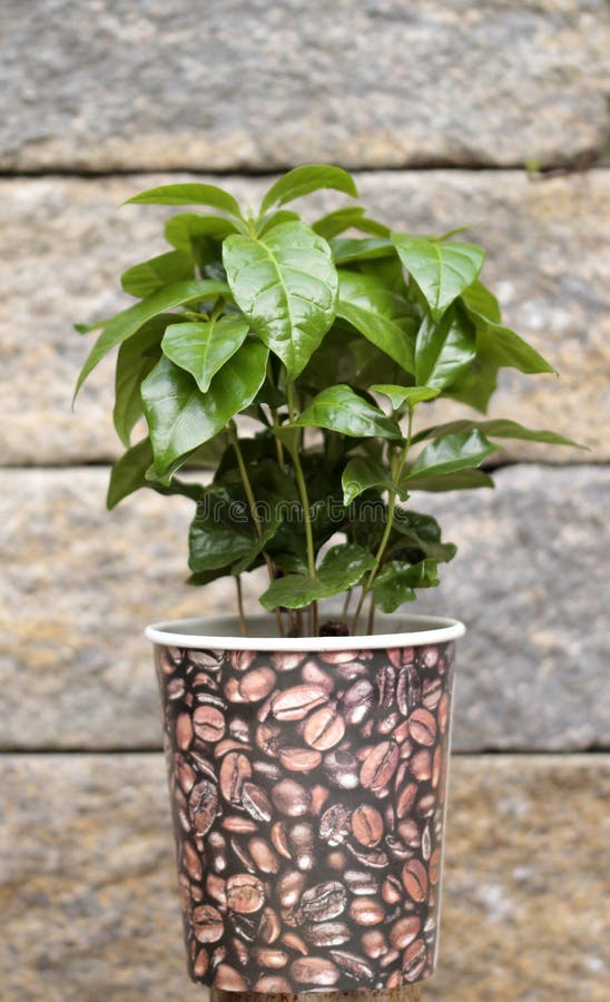 Young Coffee Plant in the Pot in Front of a Stone Wall Stock Image ...