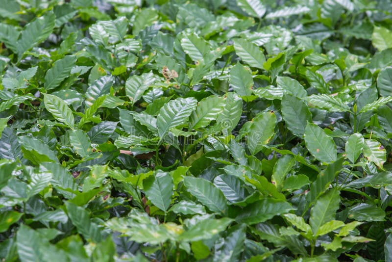 Young Coffee Tree Plantation Stock Image - Image of tree, tropical ...