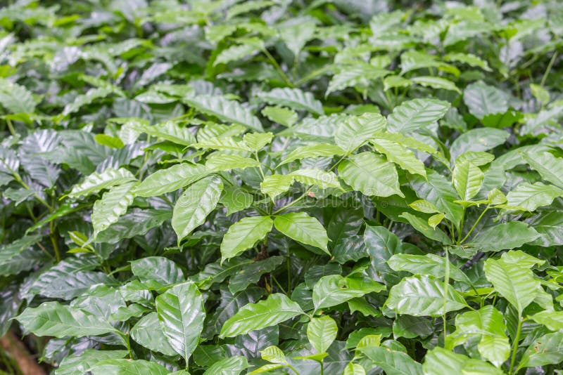 Young Coffee Tree Plantation Stock Image - Image of leaf, caffeine ...