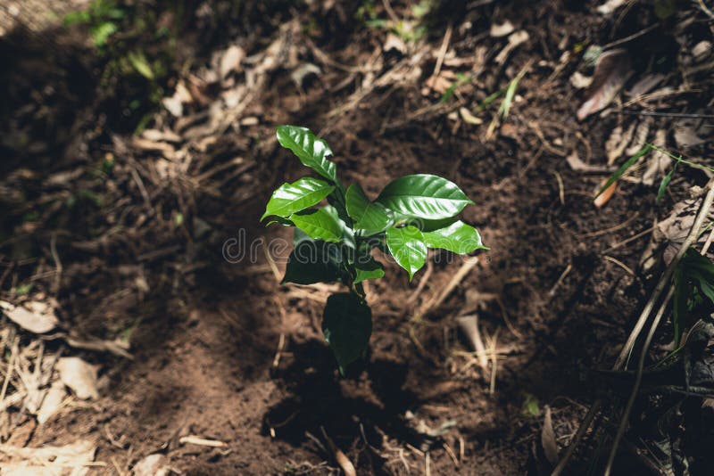 Young Coffee Trees are Planted Under the Shade of Large Trees Stock ...