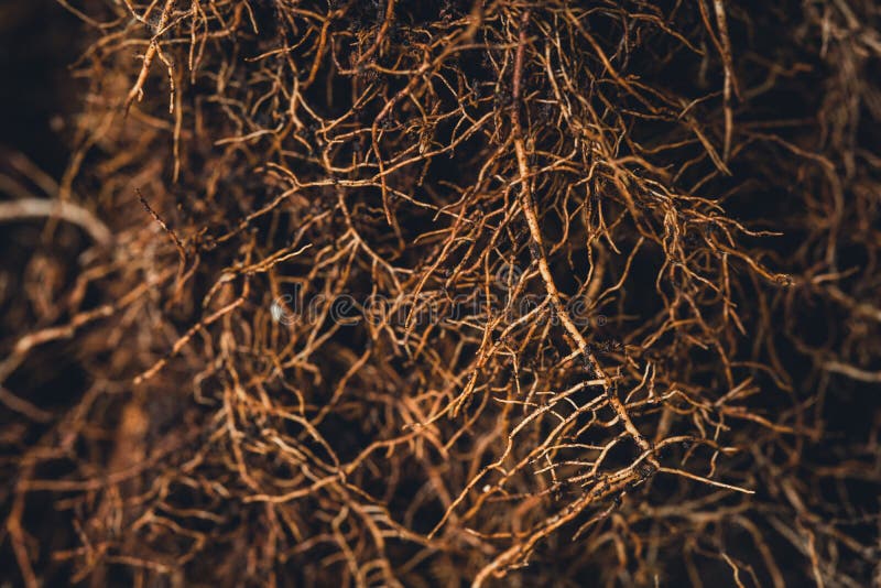 Young Coffee Trees are Planted Under the Shade of Large Trees Stock ...