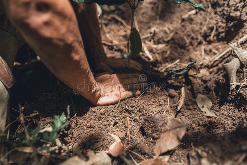Young Coffee Trees are Planted Under the Shade of Large Trees Stock ...