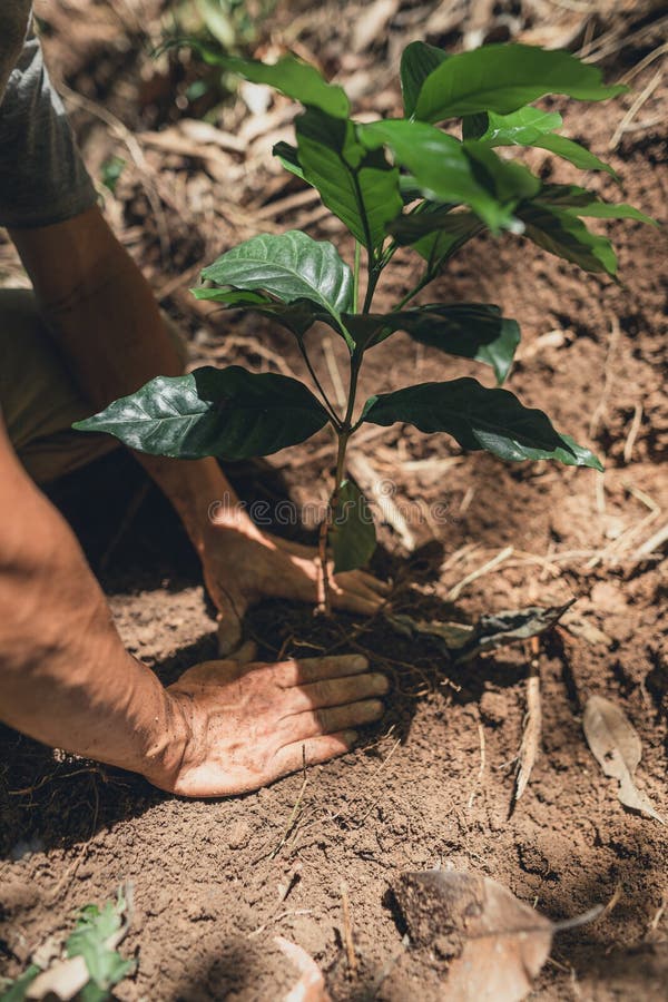 Young Coffee Trees are Planted Under the Shade of Large Trees Stock ...