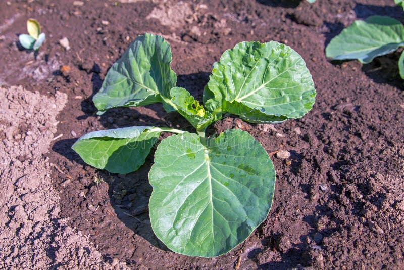 Young Collard on Planting Bed Stock Photo - Image of collard, water ...