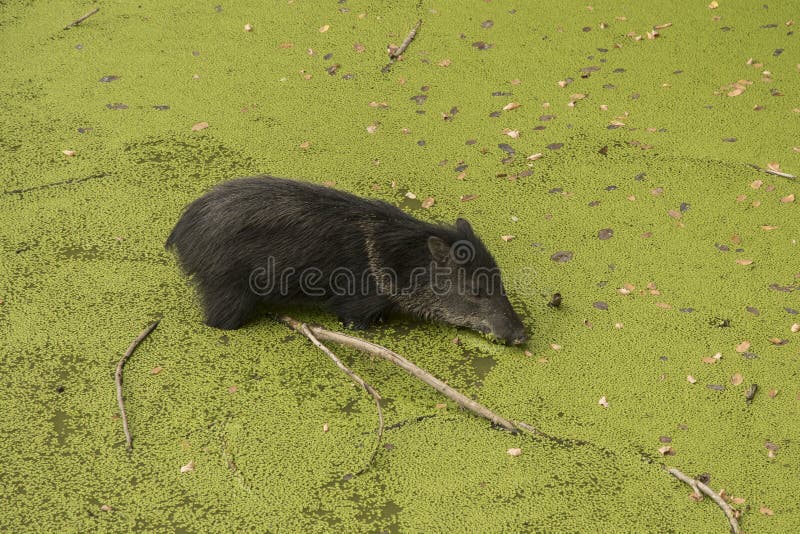 Collared peccary in swamp stock photo. Image of wild - 262268262
