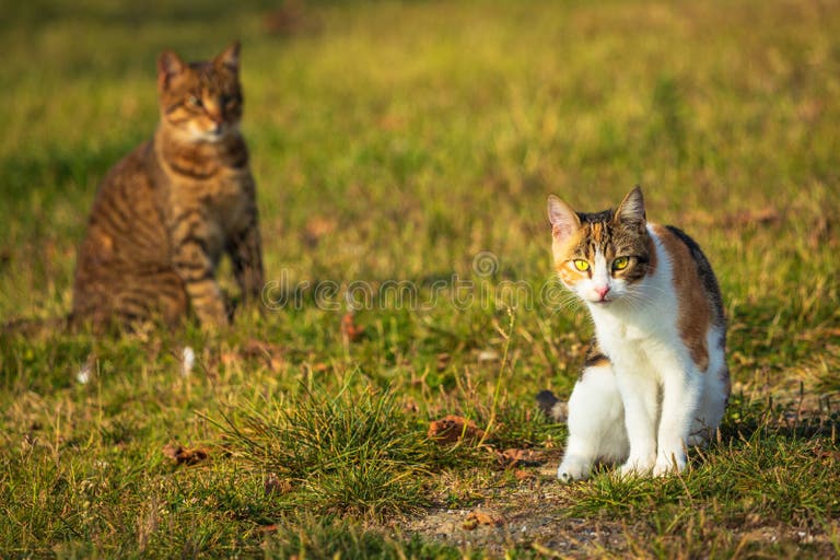 2 Young Colored Cats Sitting on a Grass, Istanbul, Turkey Stock Photo ...