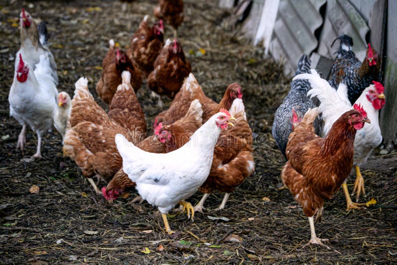 Young Colorful Chickens Walk in the Yard in the Village. Stock Image ...