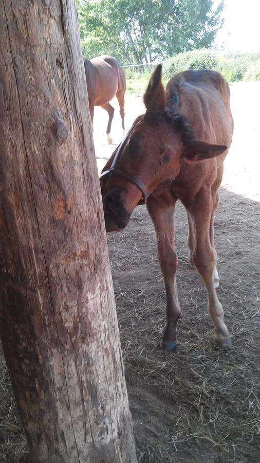 Colt Chews Stock Photos - Free & Royalty-Free Stock Photos from Dreamstime