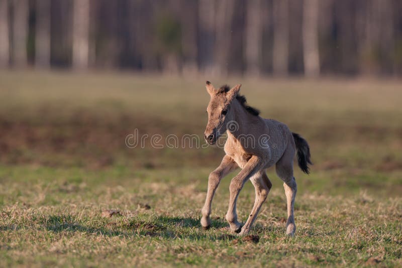 Young colt stock image. Image of field, wilde, nature - 49699427