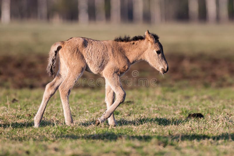 Young colt stock photo. Image of farming, young, pasture - 49699208