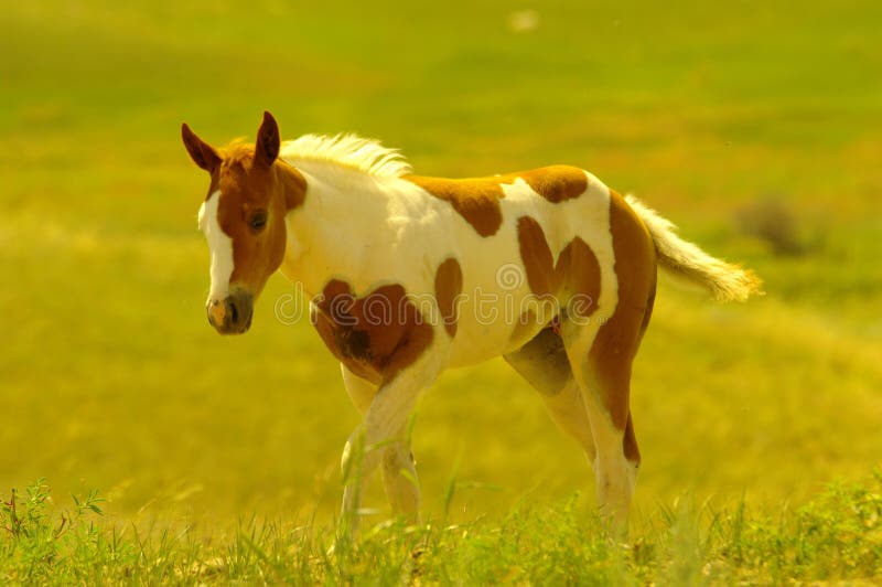 Young colts stock image. Image of colts, legged, animals - 51109001