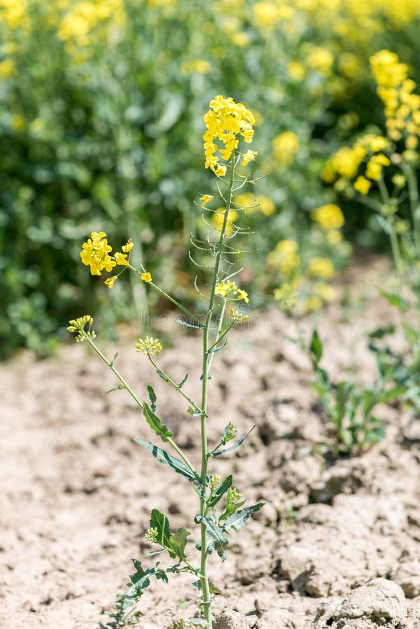 Young colza flowers stock image. Image of beautiful, flower - 72169313