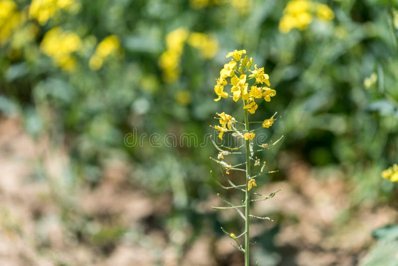 Young colza flowers stock image. Image of land, color - 72169453