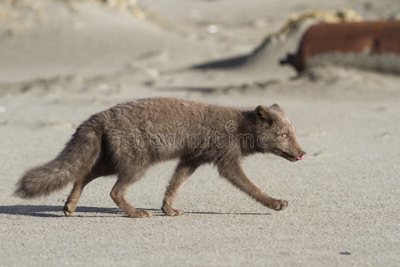 Young Commanders Blue Arctic Fox that Runs Along the Seashore Stock ...