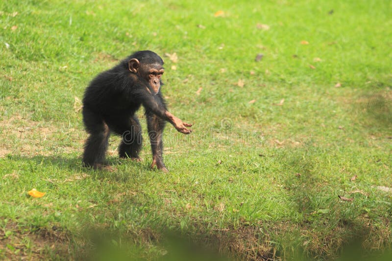 Young common chimpanzee stock photo. Image of animal - 46541210