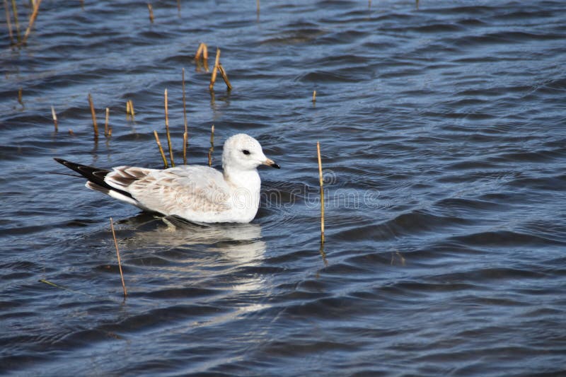 Common Gull stock photo. Image of looks, abundant, version - 100062230