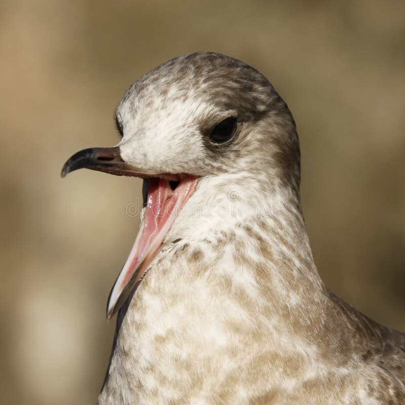 Young Common Gull Larus Canus Stock Image - Image of seabird, humour ...