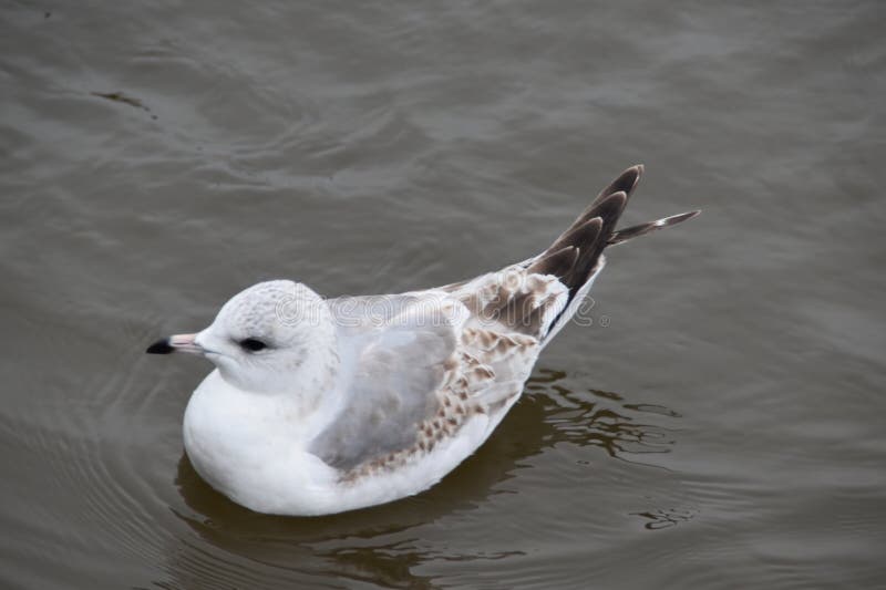 Common Gull stock photo. Image of looks, abundant, version - 100062230