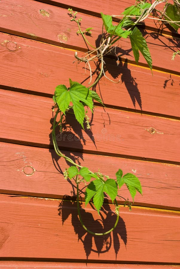Young Common Hop plant stock image. Image of plant, liana - 11844835