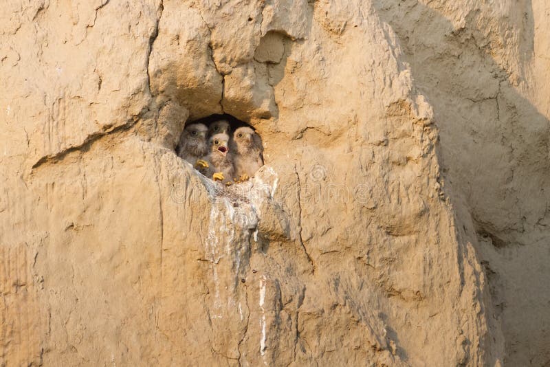 Young common kestrel stock photo. Image of european, nature - 26257814