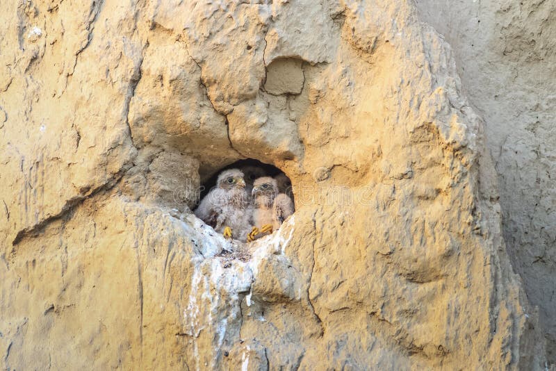 Young common kestrel stock photo. Image of baby, brown - 29628220