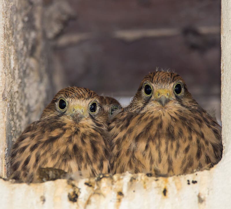 Young Common Kestrel Birds in the Nest Stock Image - Image of feather ...