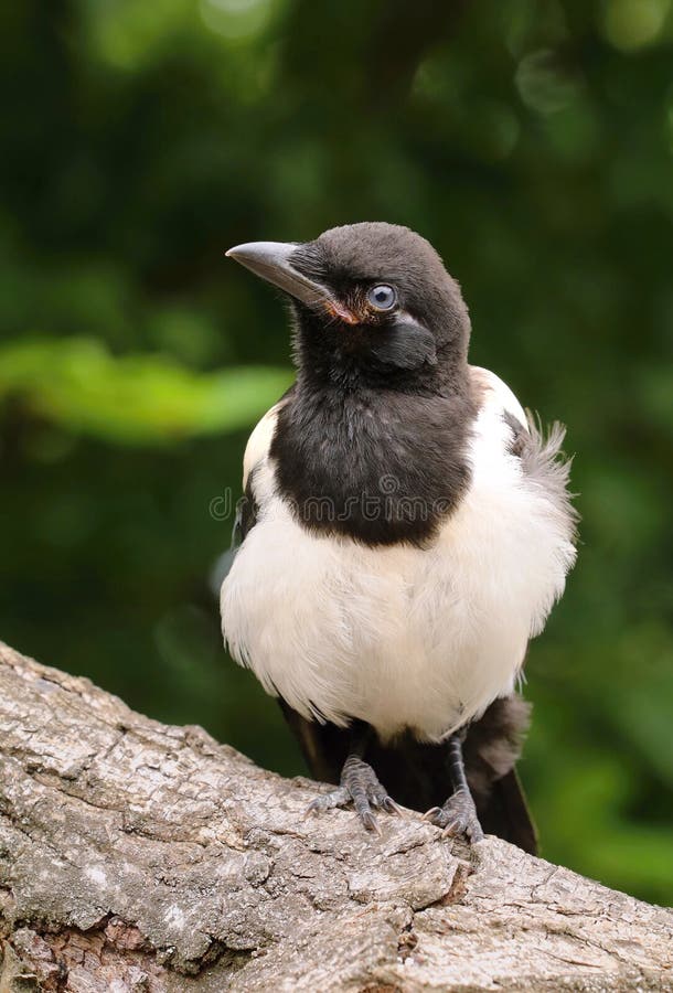 106 Young Baby Magpie Stock Photos - Free & Royalty-Free Stock Photos ...