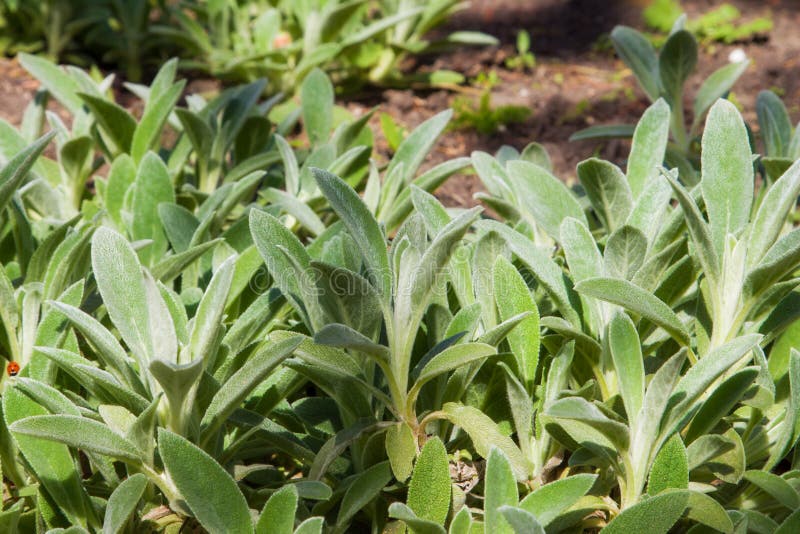 Young Mullein stock image. Image of thapsus, lamb, soft - 72613523