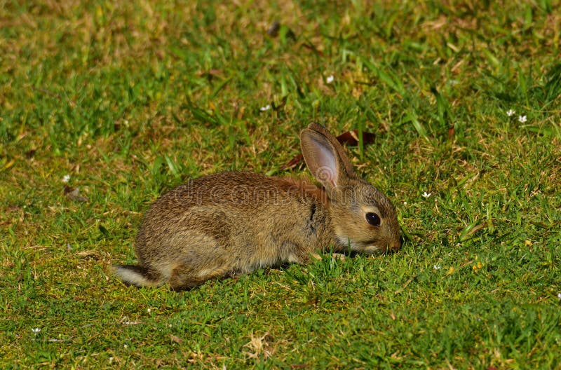Young Common Rabbit stock image. Image of young, immature - 105199823