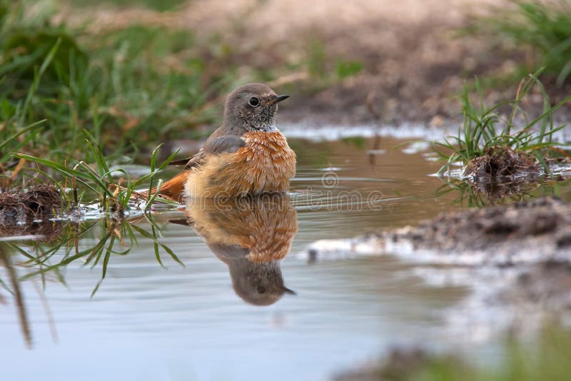 252 Young Common Redstart Stock Photos - Free & Royalty-Free Stock ...