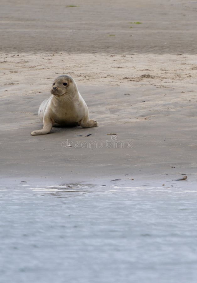 Young Common Seal Basking in the Sun on a Sandbank in the Wadden Sea ...