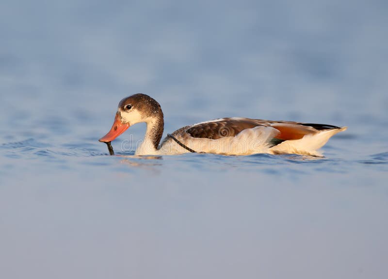 Young Shelduck Swimming on the Water with Splash Stock Image - Image of ...