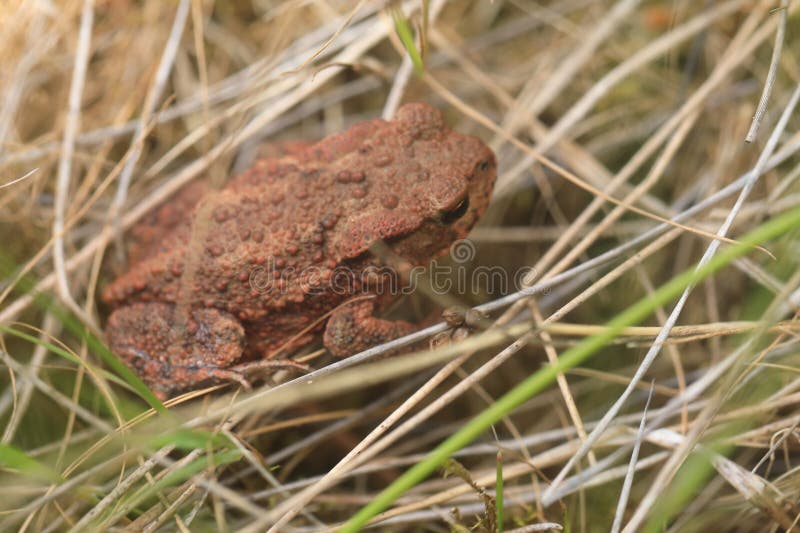 Young common toad stock image. Image of animal, summer - 393735101