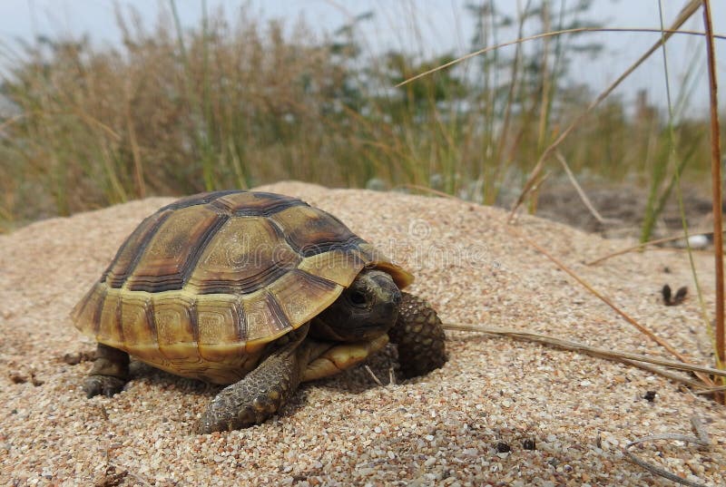 Common Tortoise Testudo Graeca Ibera Stock Photo - Image of herping ...