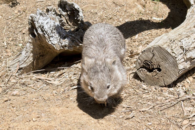 A Young Wombat is Next To Its Mother Stock Image - Image of joey, nose ...