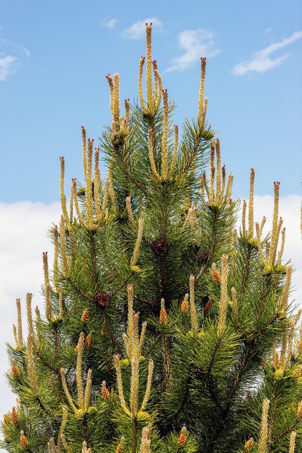 Young Cones and Needles of a Pine Tree in Early Spring Stock Photo ...