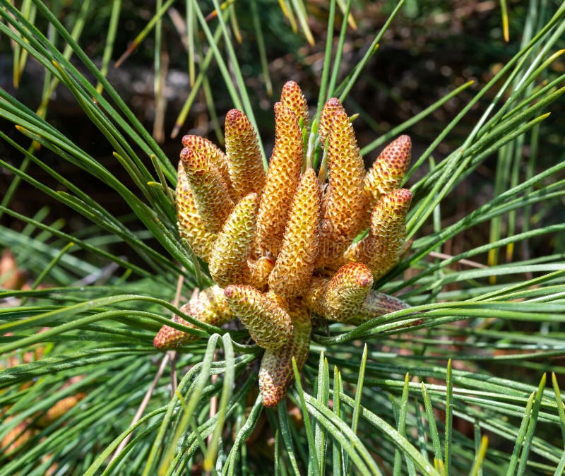 Young Cones on a Pine Tree among Needle-like Leaves in a Botanical ...