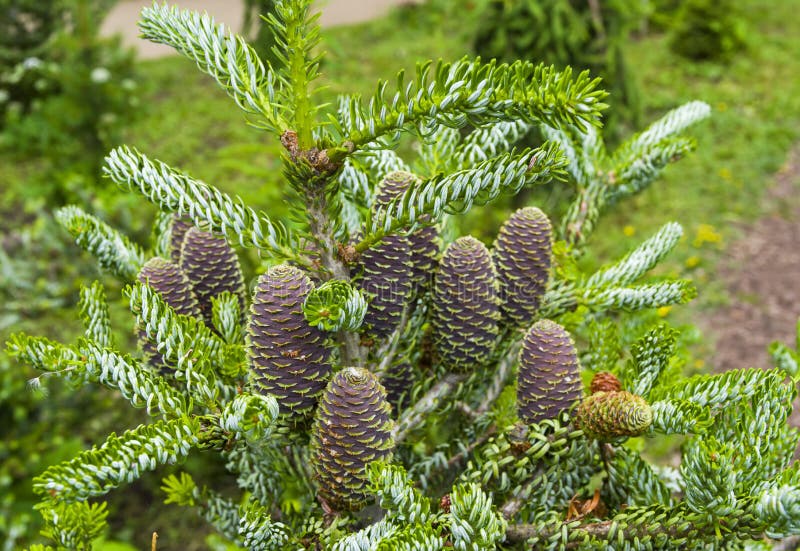 Cones on a fir tree stock image. Image of conifer, shoots - 112692035