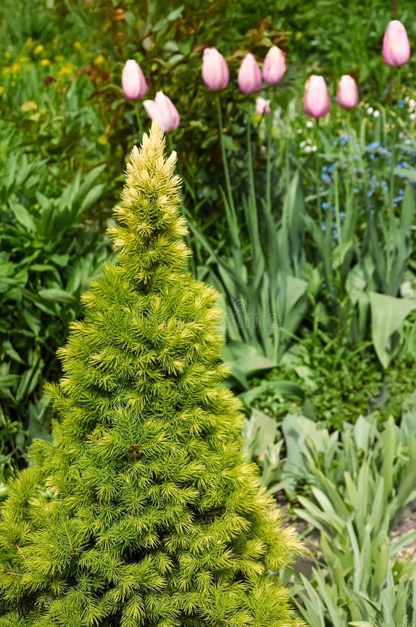 Young Conical Spruce Tree in a Spring Garden Stock Image - Image of ...