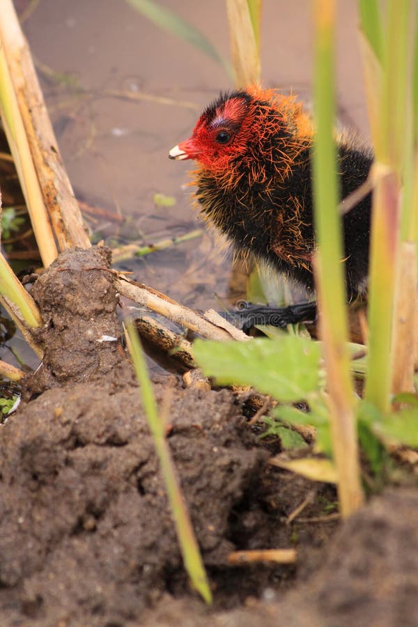 Young coot bird chick stock image. Image of small, lovely - 24856695