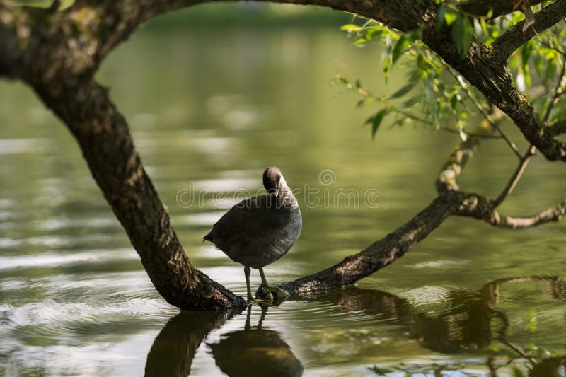 Young Coot Bird on a Tree Branch in Water Stock Photo - Image of summer ...