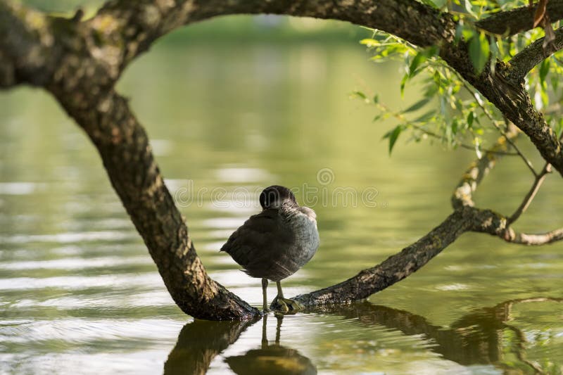 Young Coot Bird on a Tree Branch in Water Stock Image - Image of ...