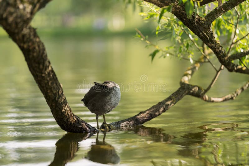 Young Coot Bird on a Tree Branch in Water Stock Image - Image of summer ...