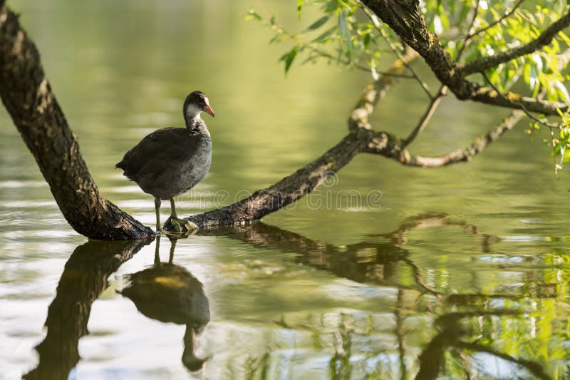 Young Coot Bird on a Tree Branch in Water Stock Image - Image of river ...