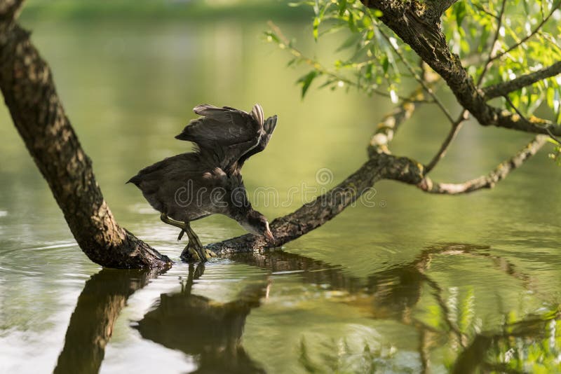 Young Coot Bird on a Tree Branch in Water Stock Image - Image of wild ...
