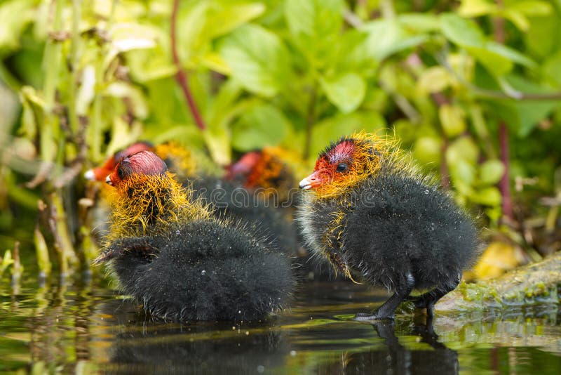 Young coot chicken stock image. Image of eurasian, water - 25424515